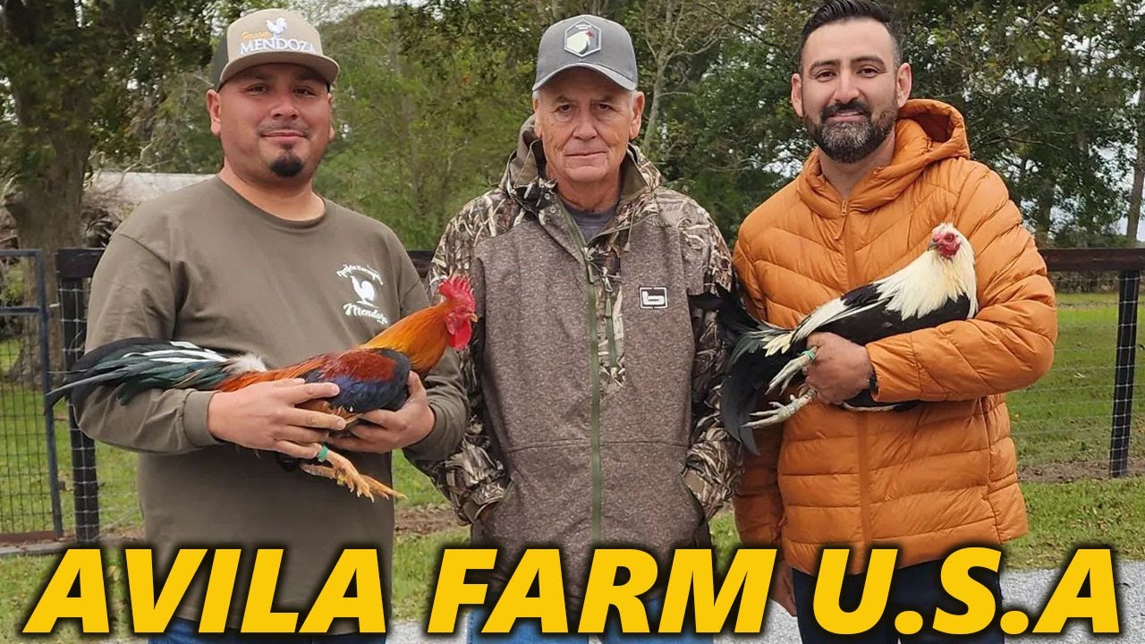 Best Quality Birds AVILA FARM U.S.A - Farm Visit - YouTube