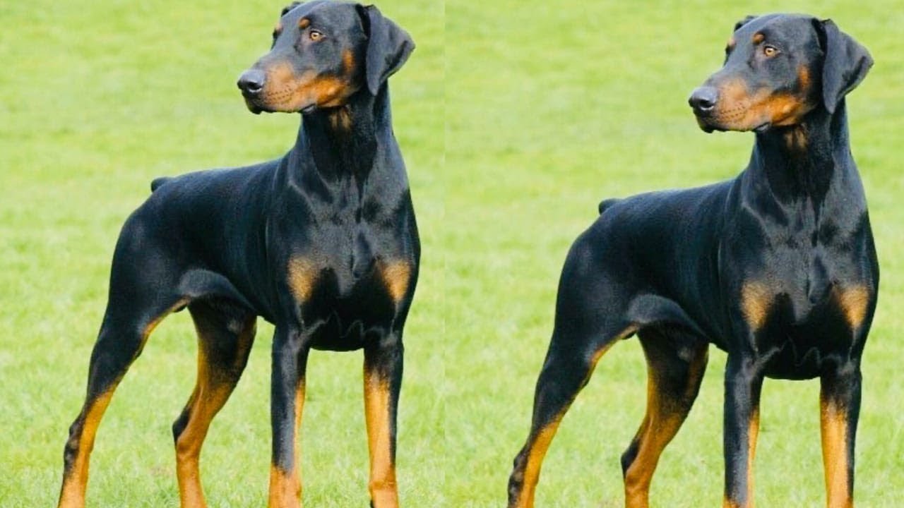 Adult doberman for sale - YouTube