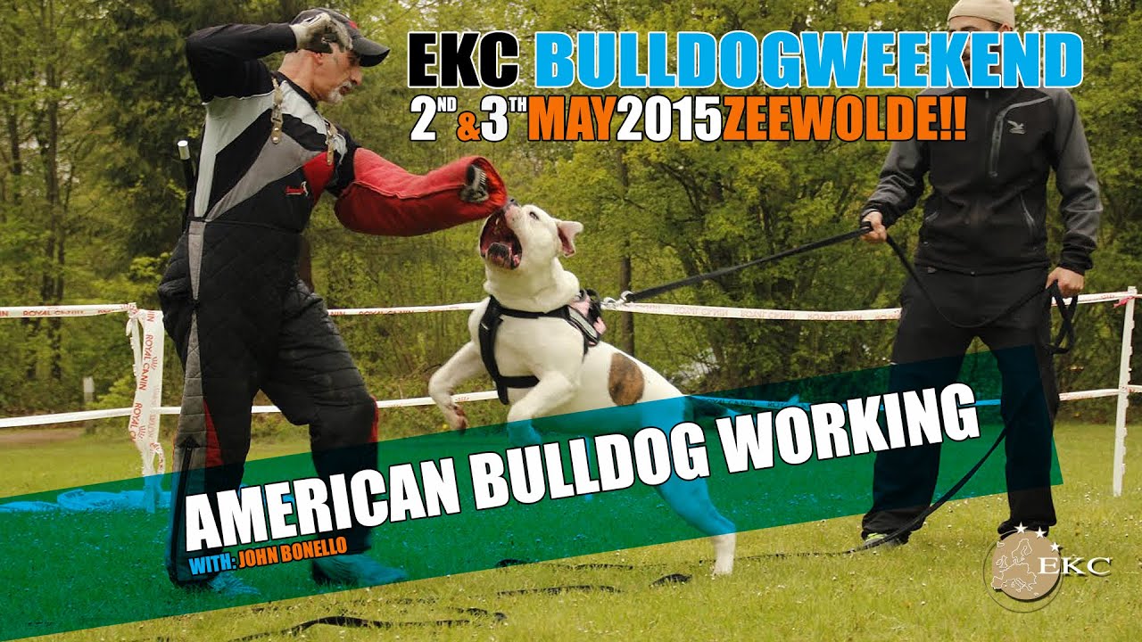 JOHN BONELLO WORKING WITH AMERICAN BULLDOGS AT EKC SHOW - YouTube
