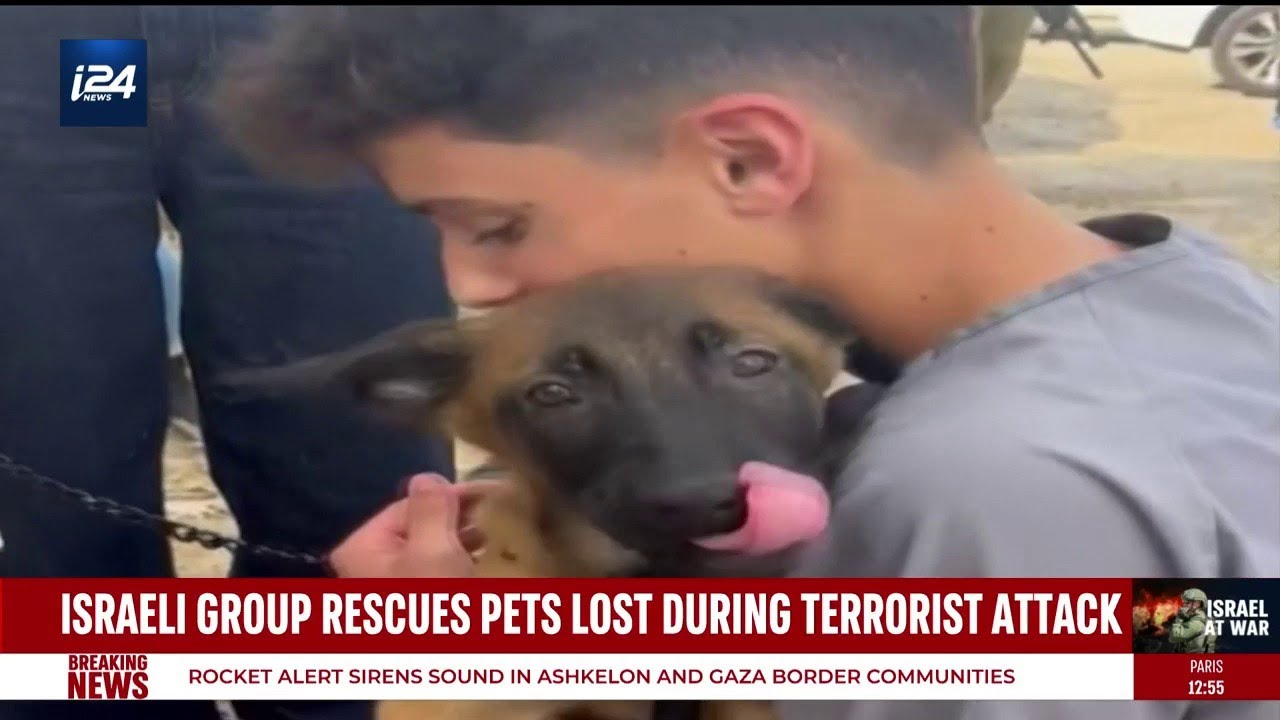 Israeli group rescues pets lost during the Hamas massacre on October ...