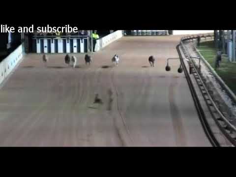 Incredible moment lucky rabbit dodges greyhounds - YouTube