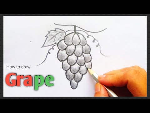 Grapes drawing easily/How to draw grape picture/grape fruits drawing ...