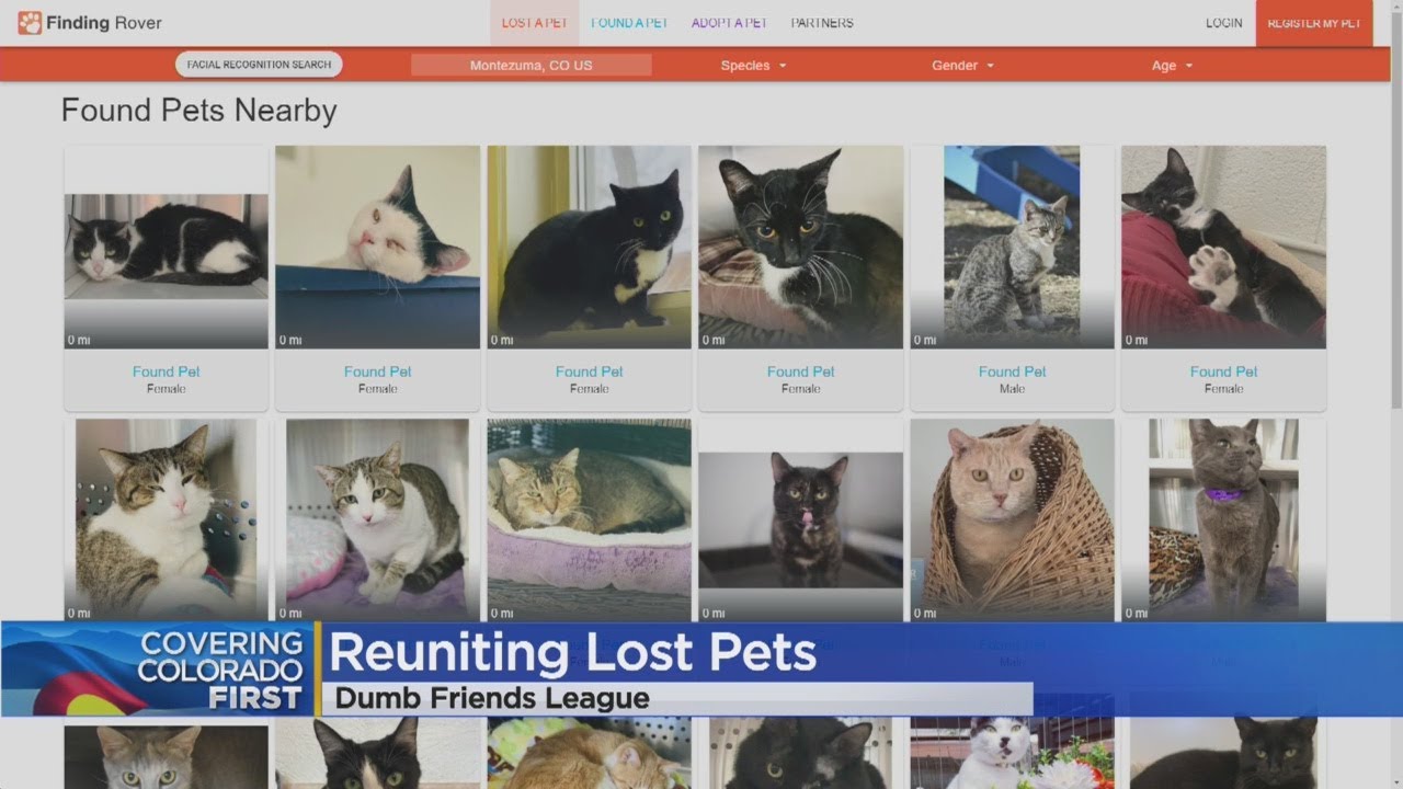 Dumb Friends League Working To Reunite Pets Who Got Out During 4th Of ...