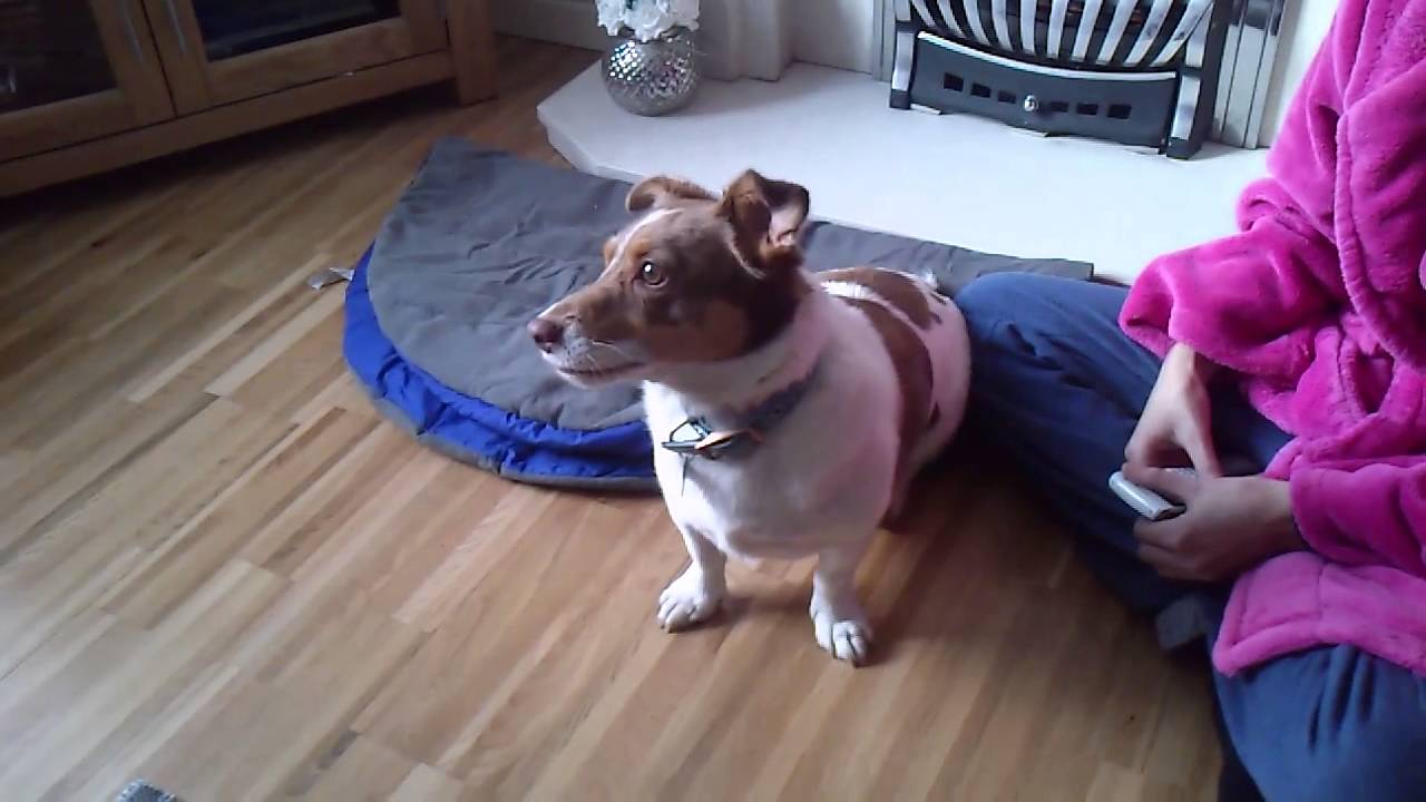 Funny Jack Russell dog howling! - YouTube