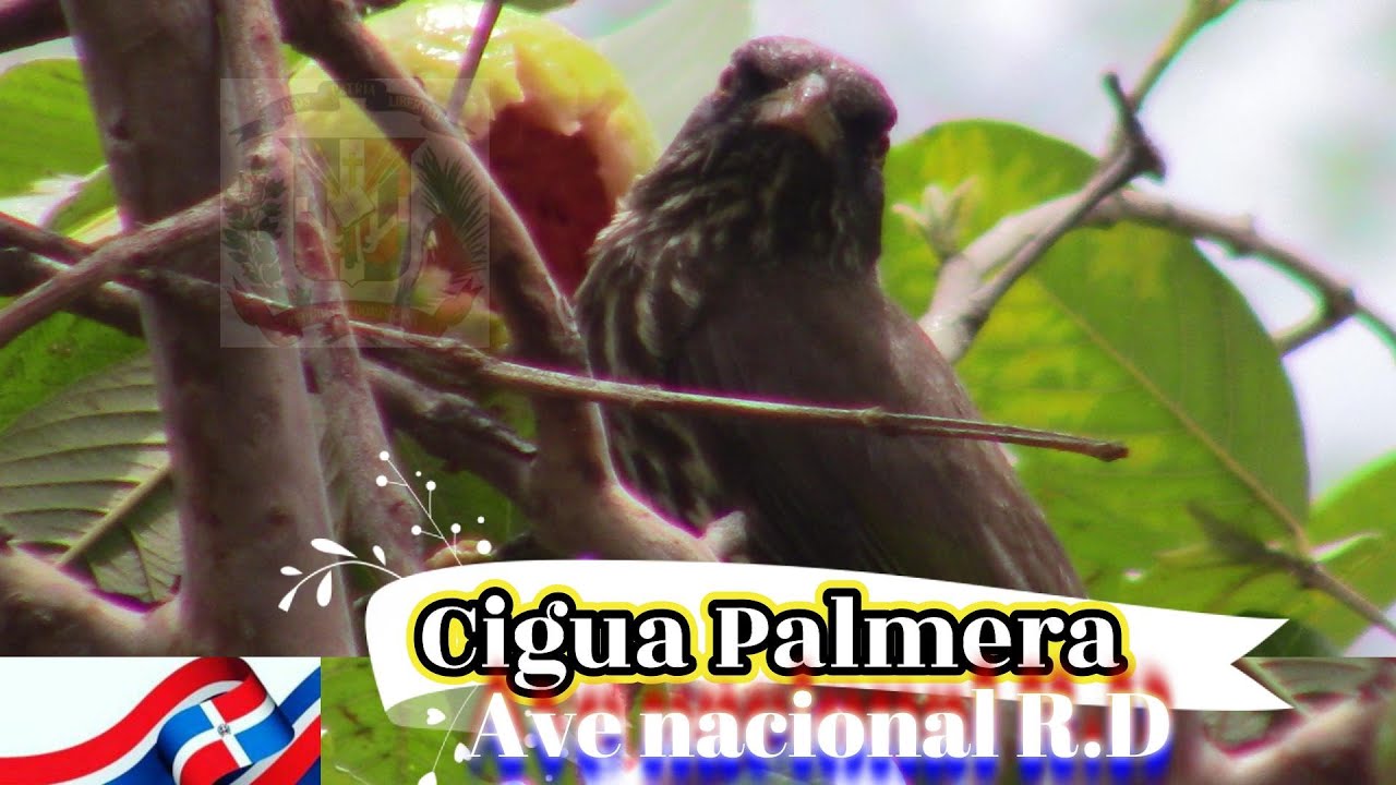LA CIGUA PALMERA (Dulus dominicus) - YouTube