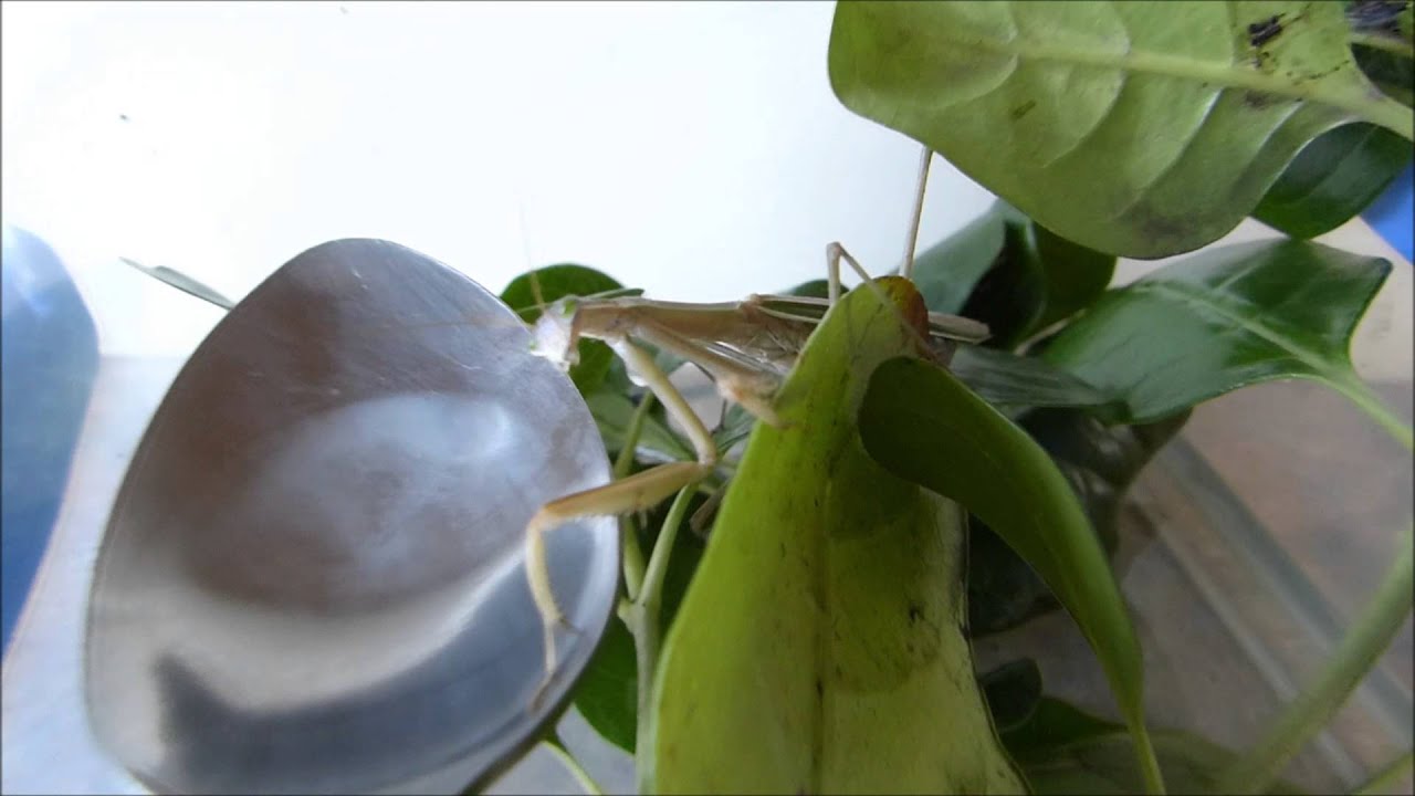 Praying Mantis Drinking Water. - YouTube