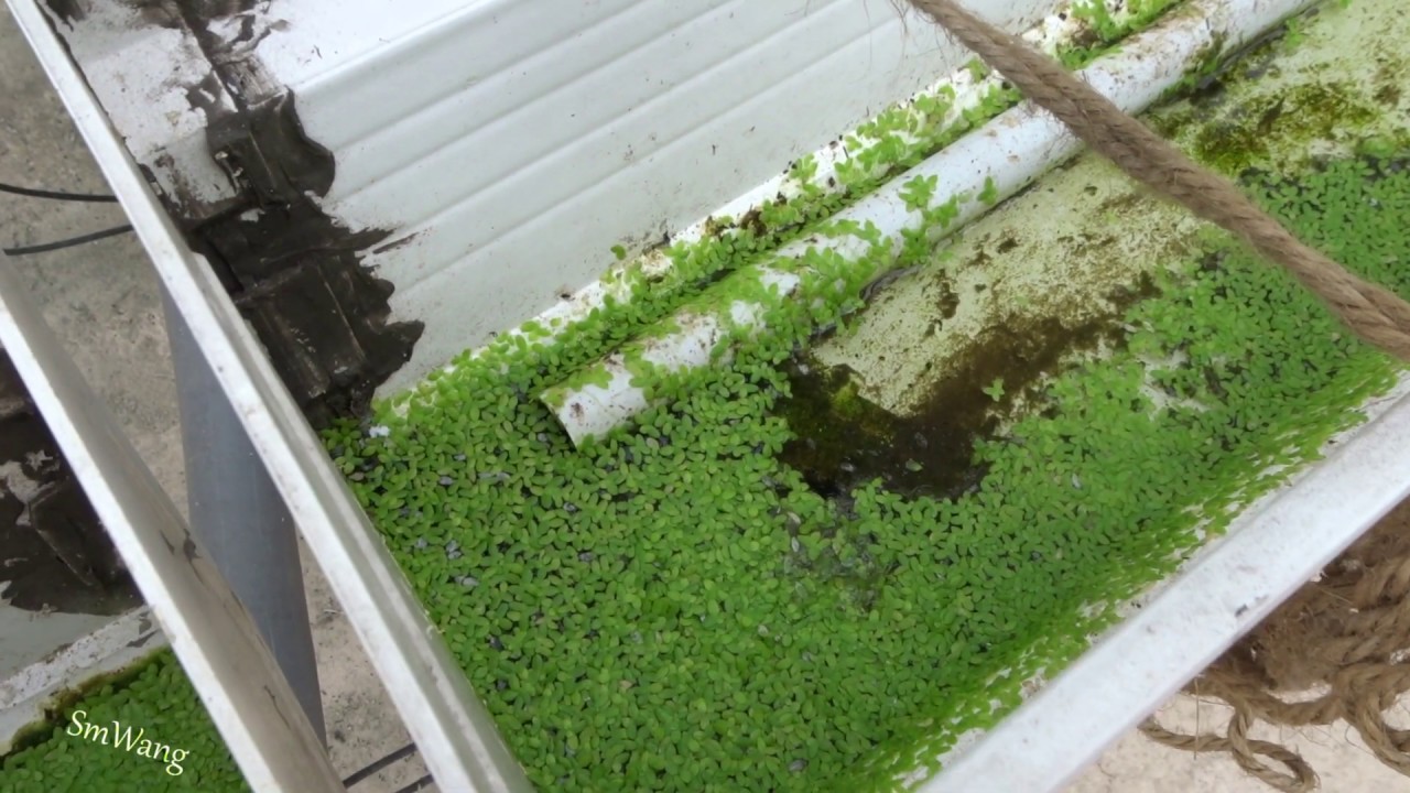 SM Aquaponics Green House Update Week 41, 2019 - YouTube