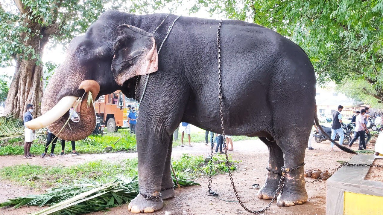 പാമ്പാടിയിലെ അപ്പൂസ്‌ 🥰 | Pambadi Rajan | Pambady Rajan | Pambadi ...