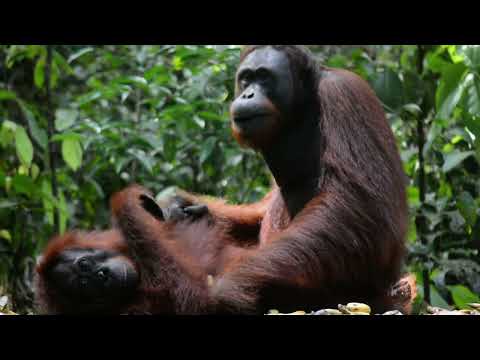 Bornean orangutans are highly sexually dimorphic  PART 2