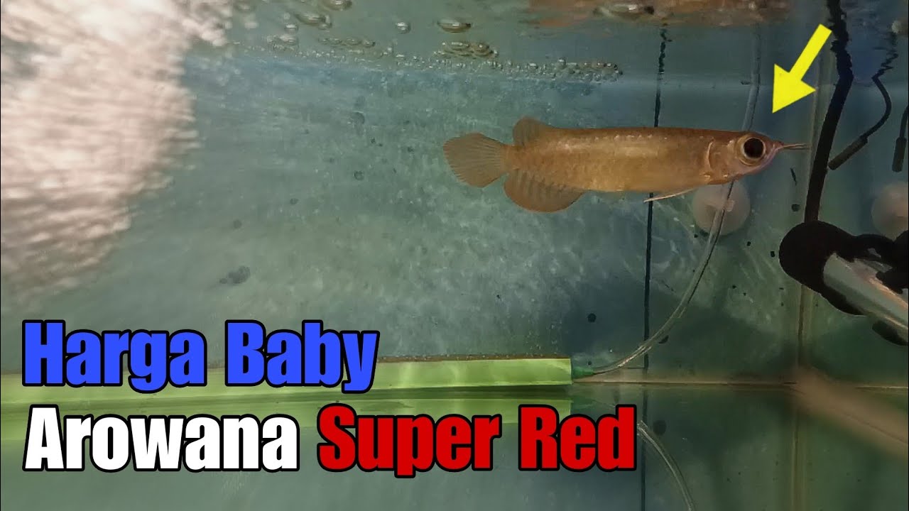 HARGA ANAKAN ARWANA SUPER RED 10 CM - YouTube