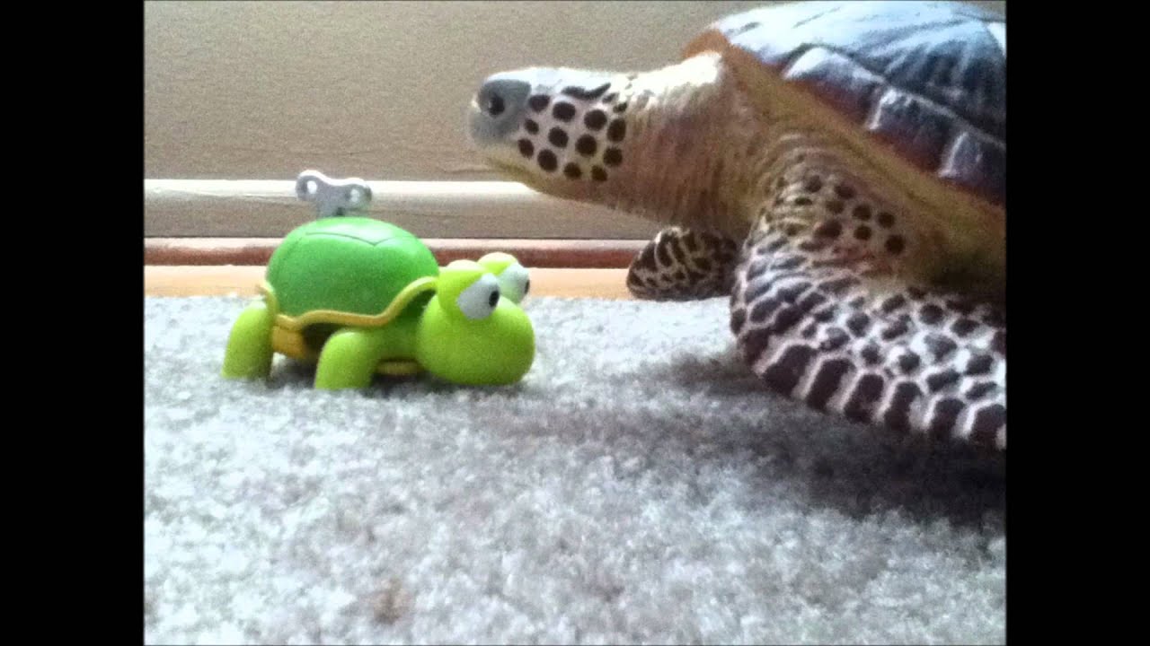 Stop-Motion Turtles.wmv - YouTube