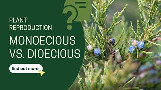 What's the difference between monoecious and dioecious?