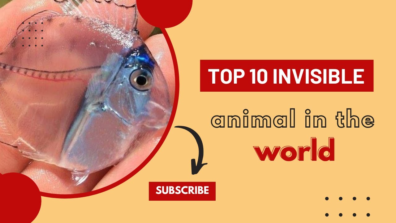 TOP 10 Unbelievable Invisible Animals That Will Blow Your Mind - YouTube