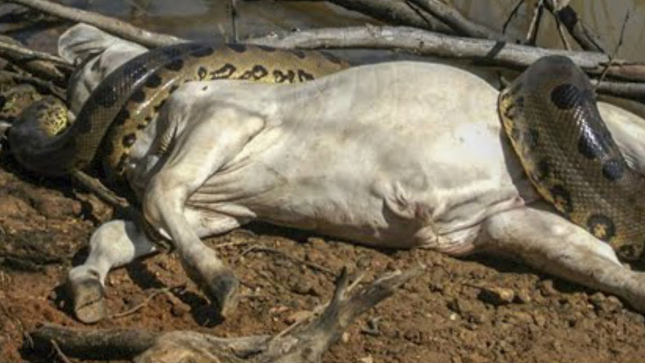 A cow fighting with a big anaconda for her Life! #newsstar21 #topnews # ...