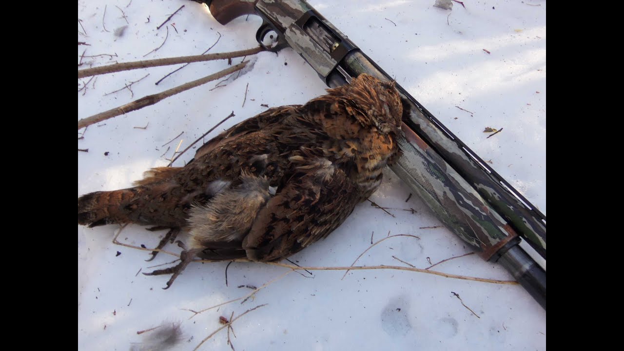 VA Grouse Hunting Trip - January 2014 - YouTube