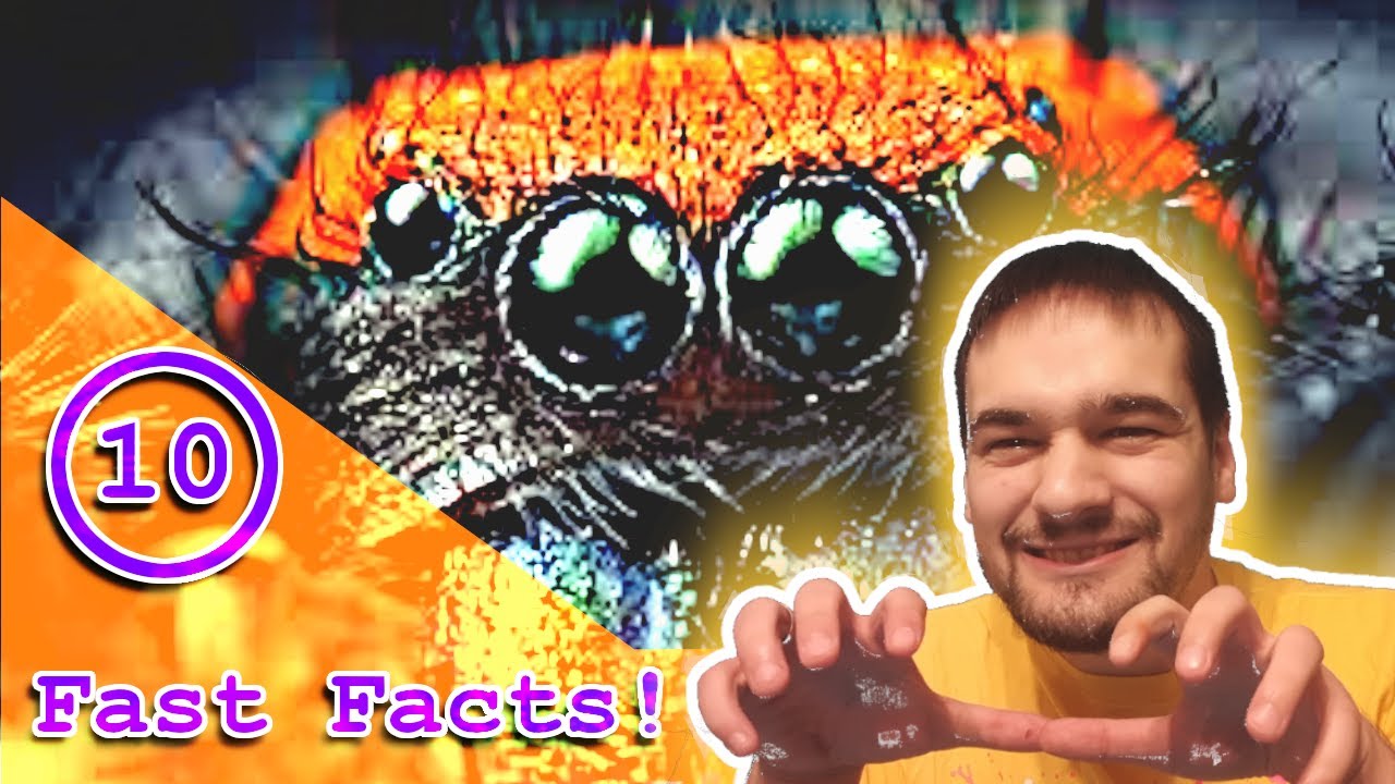 Fast Facts - Creepy Crawlies Facts Top 10 (#1) - YouTube