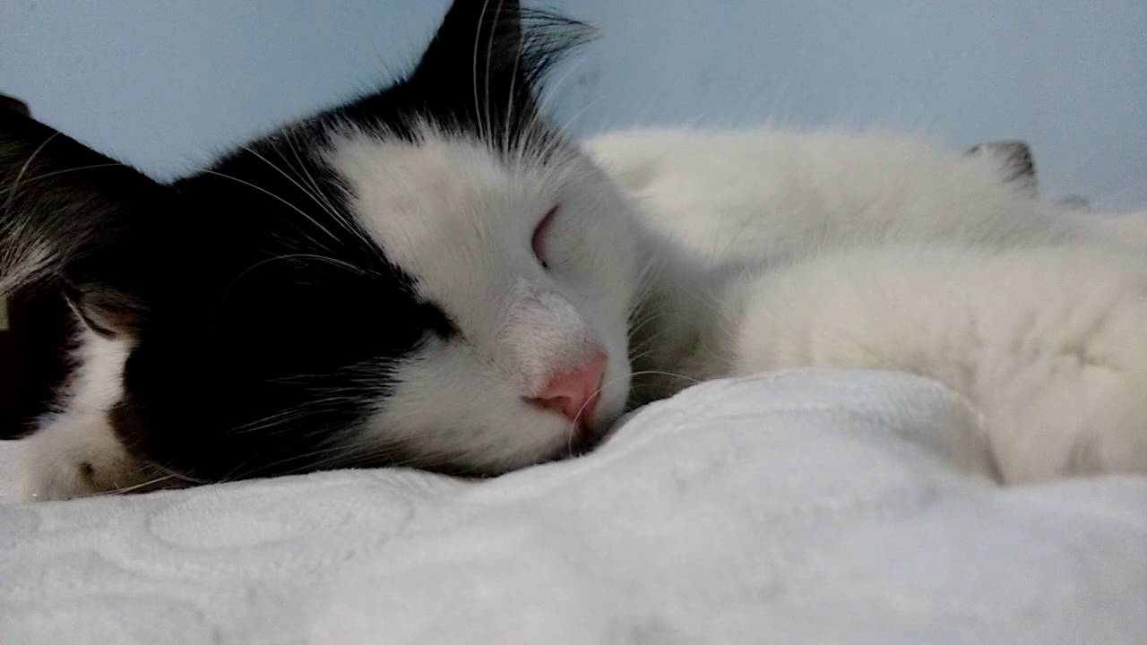 Close up: Pitty the black and white cat resting - part 4 - YouTube