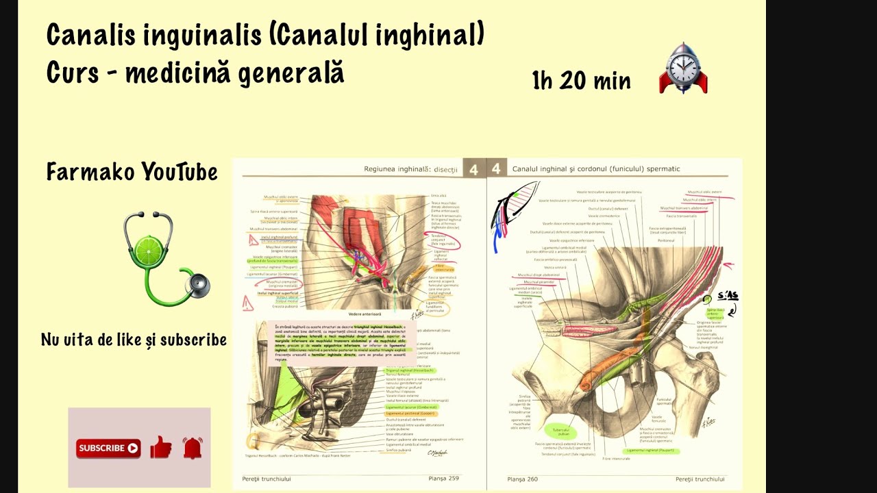 Curs - Canalis inguinalis (Canalul inghinal) - medicină generală - YouTube