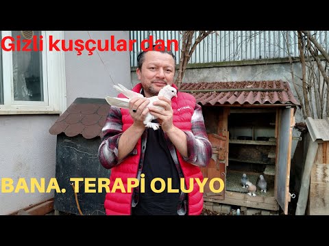 EN ZOR ŞARTLARDA OYUN KUŞU SEVGİSİ KUŞÇU İBO