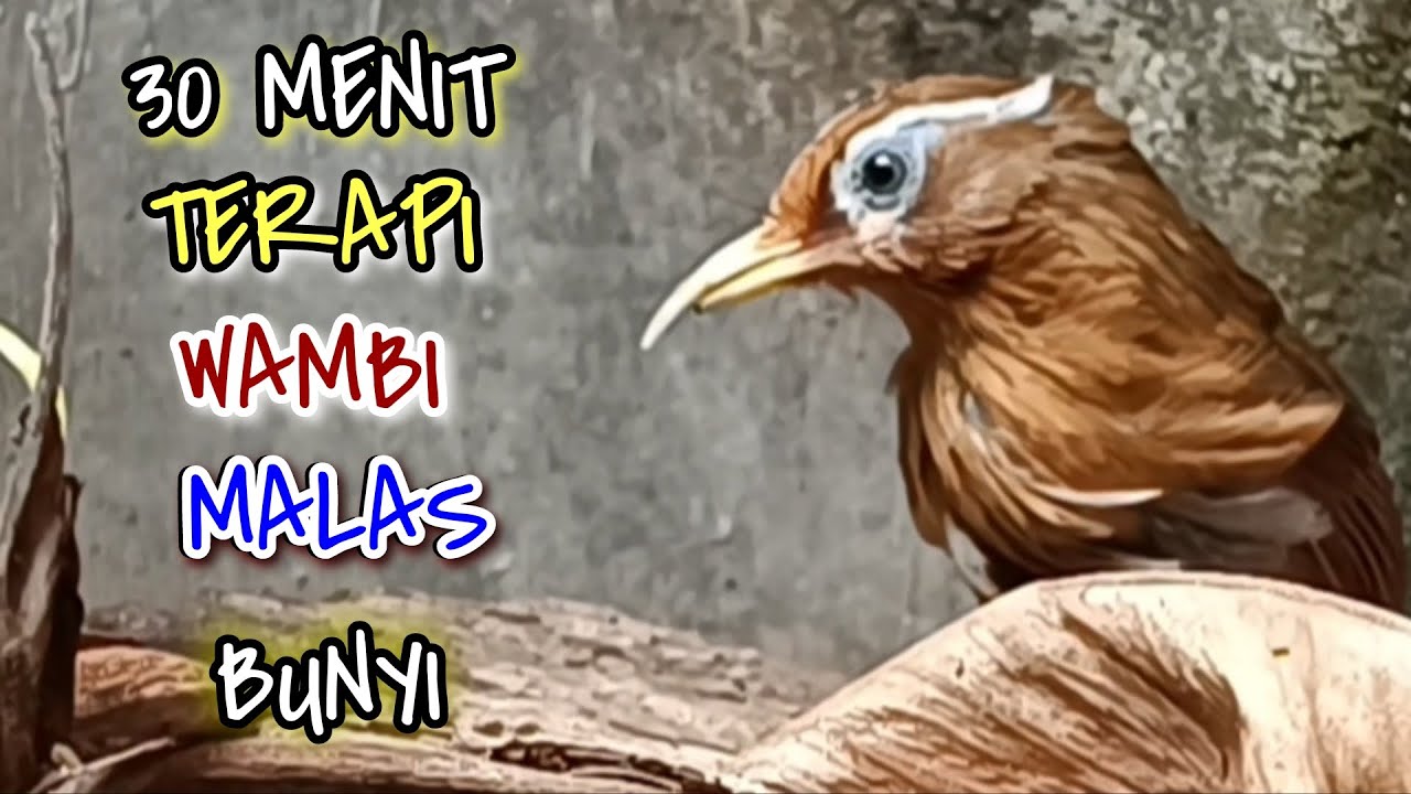 TERAPI BURUNG WAMBI AGAR GACOR - YouTube