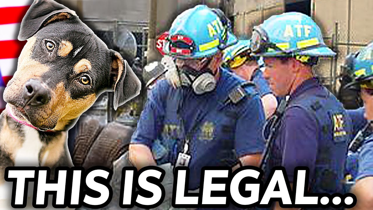 REAL PROBLEM: How The ATF Is Allowed To Kill Your Dog... - YouTube
