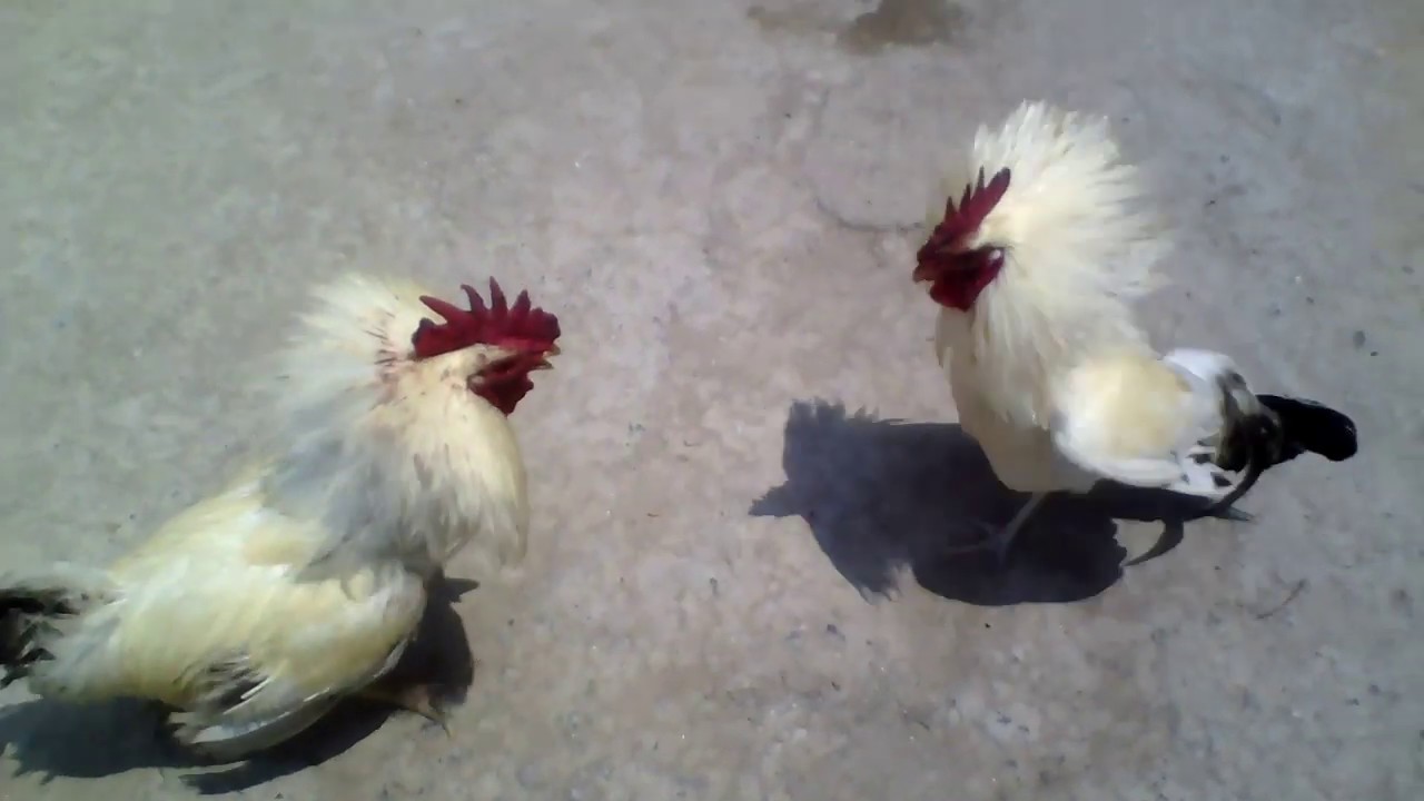 Roosters are playing in front of my door.I record it. - YouTube