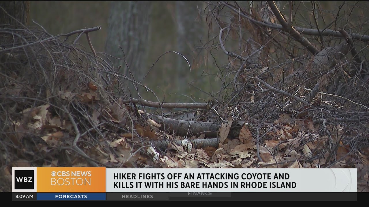 Hiker kills coyote after getting attacked in Johnston, Rhode Island ...