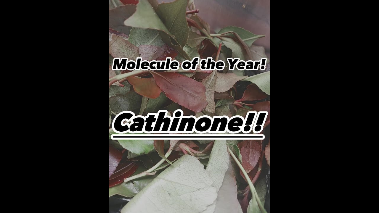 Molecule of the Year: Cathinone! - YouTube
