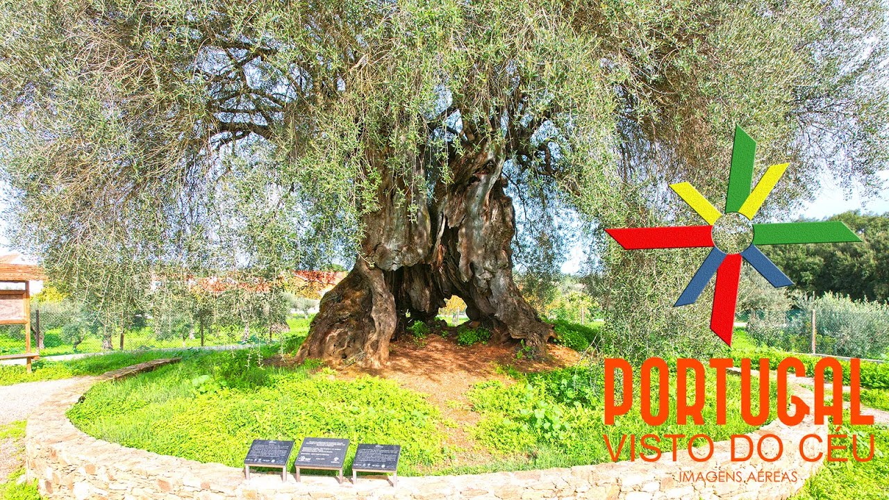 Olive tree with 3350 years old 🌳 One of the oldest in the world 🥦 ...