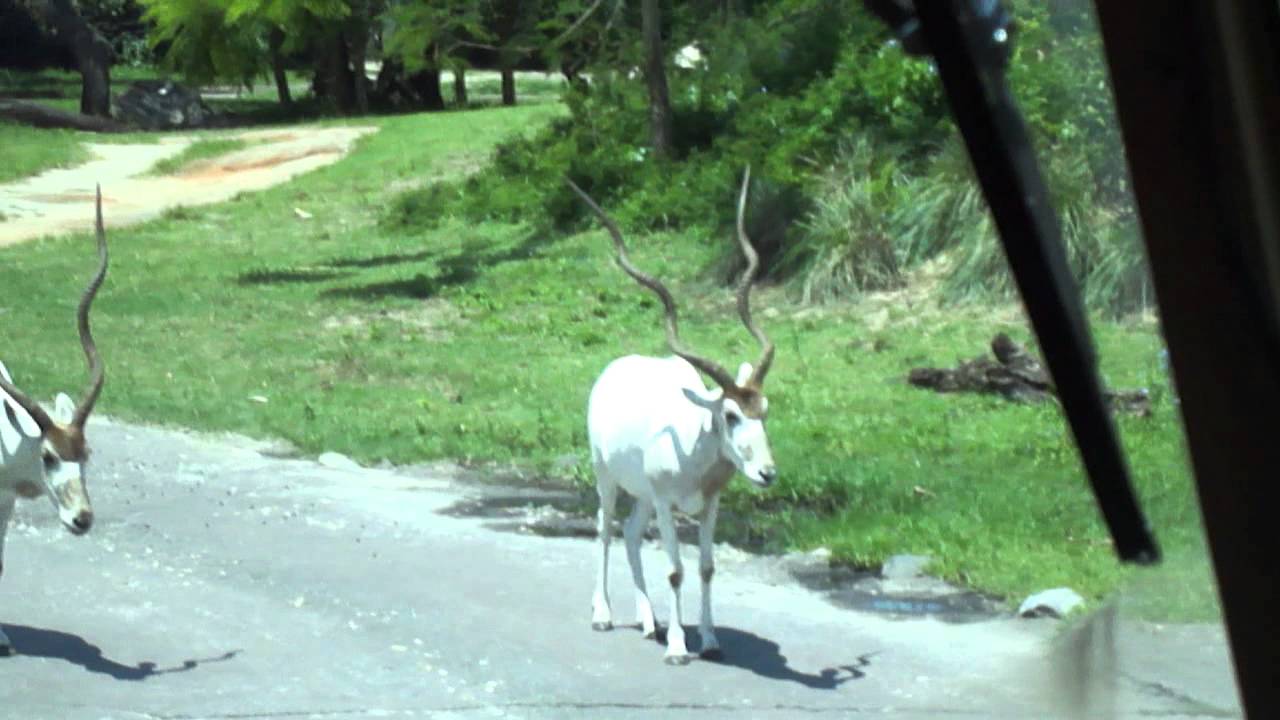 Disney's Animal Kingdom: Desert Antelope - YouTube