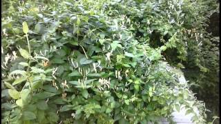 Great eBay Plants ! raygrowtx, Link in description