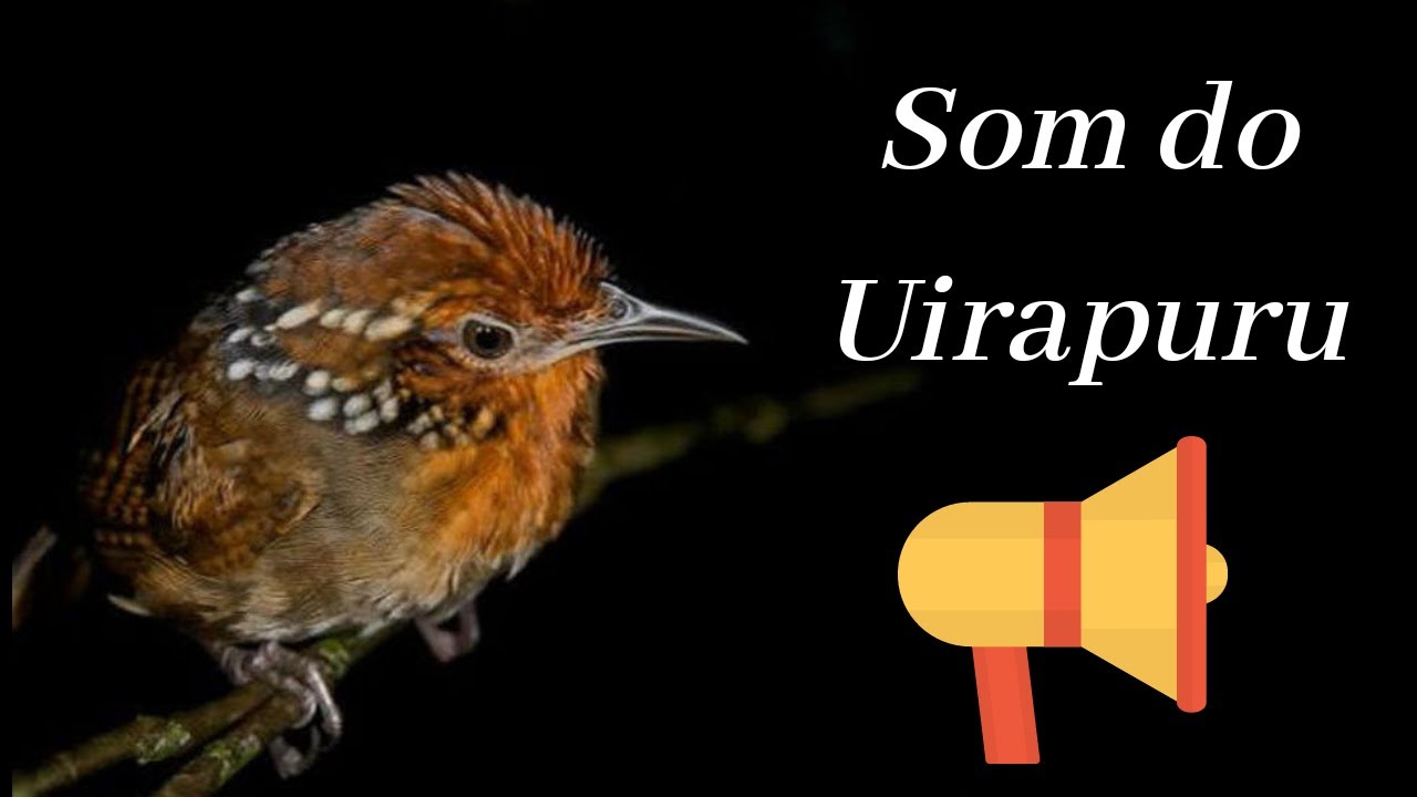 Som do Uirapuru(sound of Uirapuru) - YouTube