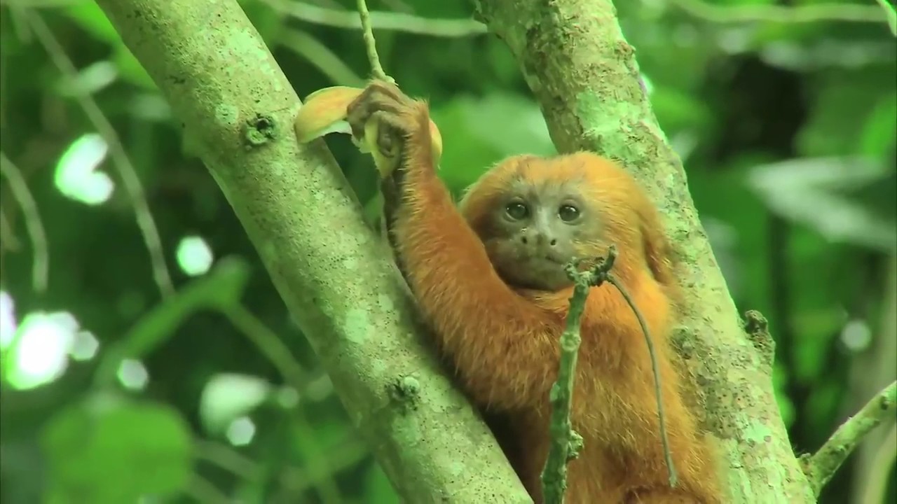 Mico-leão-dourado - YouTube