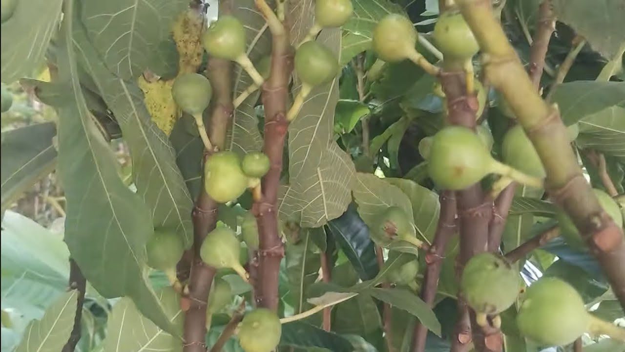 Frutíferas produzindo em vaso Cambucá jabuticaba Sabará figo verde ...