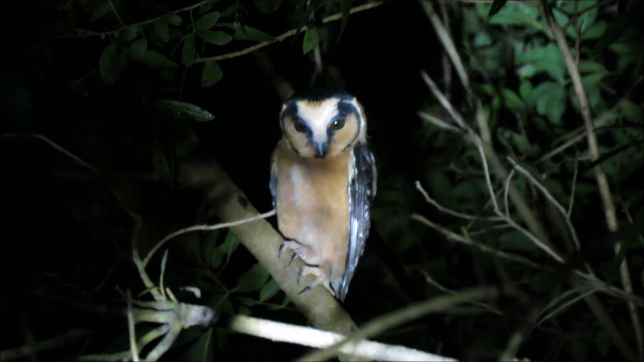 Buff-fronted Owl / Caburé-acanelado (Aegolius harrisii). - YouTube