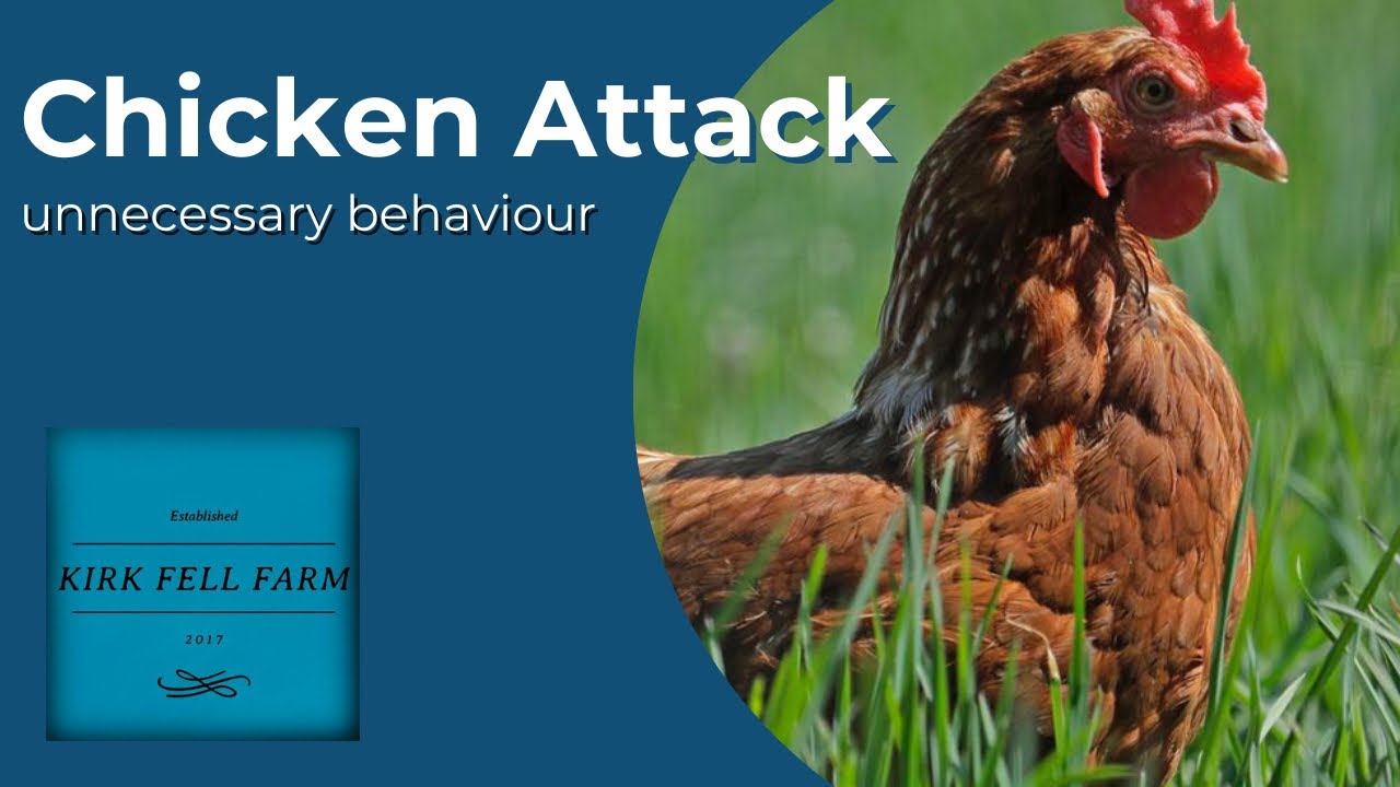 Chicken Attacks Little Girl! - YouTube