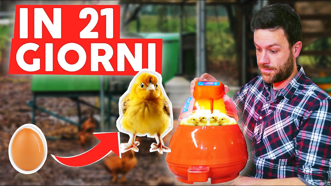 Come far NASCERE un PULCINO partendo da un UOVO - YouTube