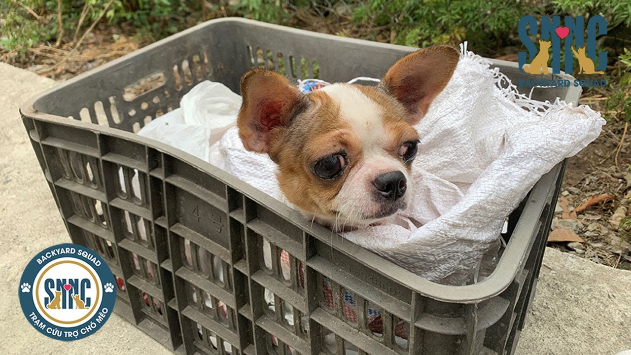 Dog abandoned by owner on the side of the road rescued Dog Rescuse ...