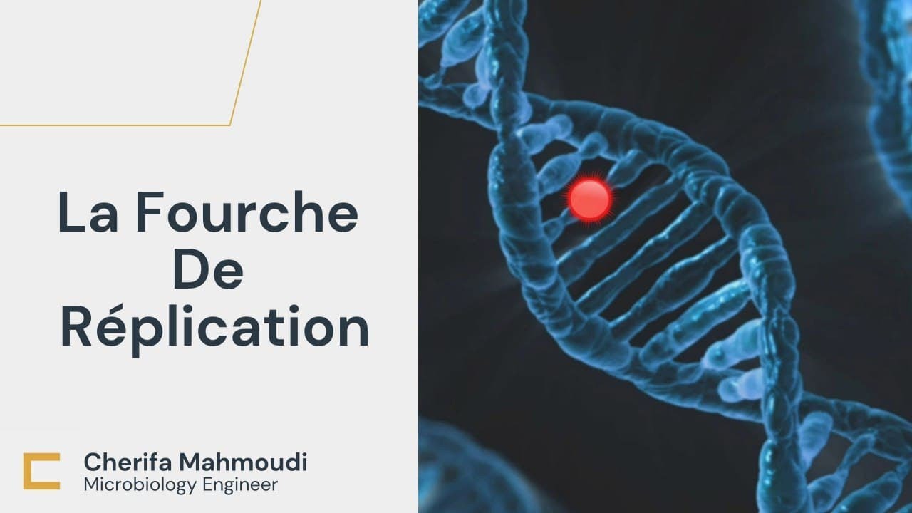 La fourche de réplication - YouTube