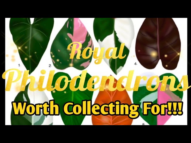 The Royal Sisters - Pink & White Princess Philodendron