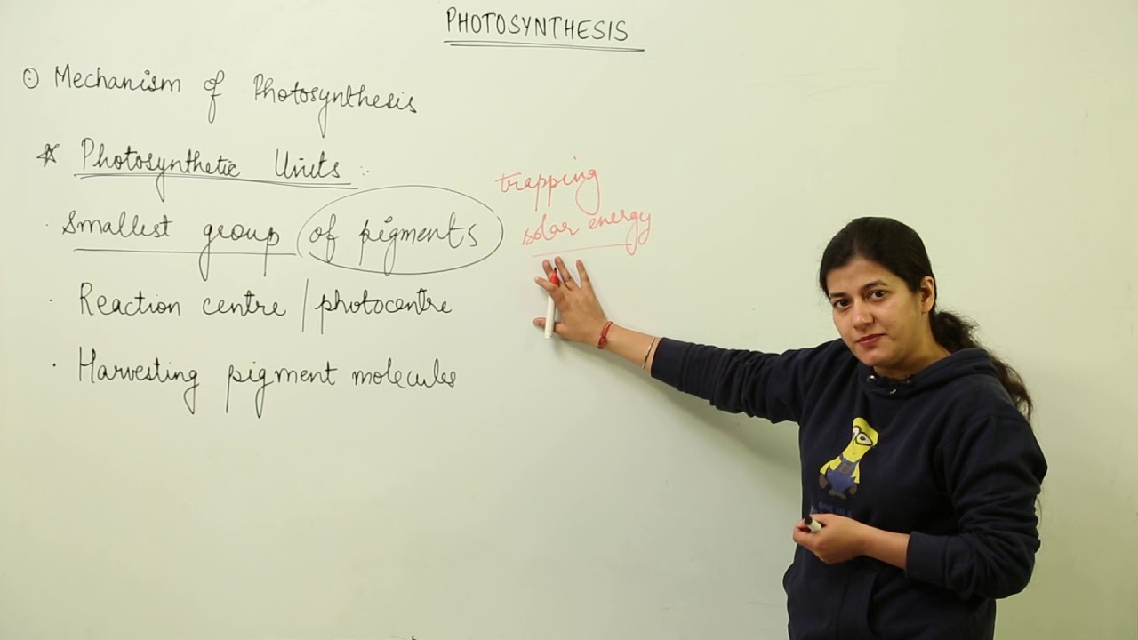 Photosynthetic unit l ICSE l SECTION B l CLASS 12 BIOLOGY l ...