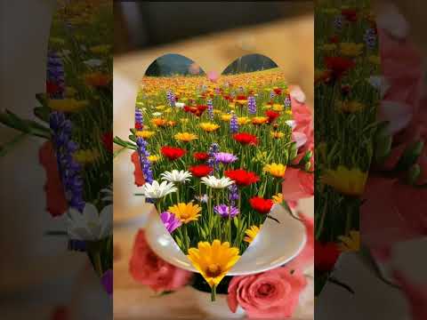 Image# Instagram# phone DP# status 💋😘full video HD #beautiful flower #love #natural ground ❤️💓