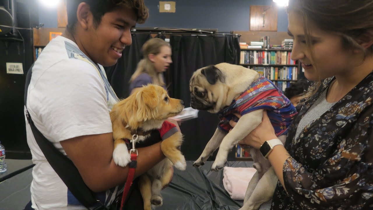 MEETING DOUG THE PUG !!!! | VLOG | Kylie Gore - YouTube