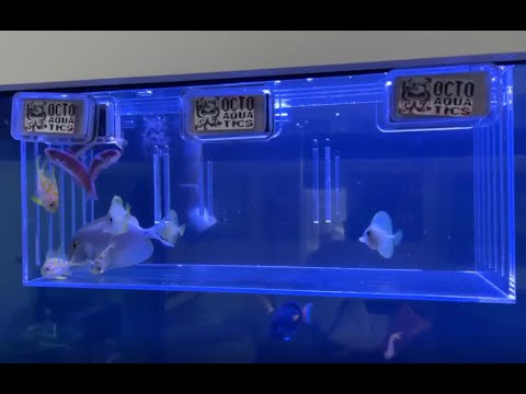 The SHU - Octo Aquatics - Fish/Invert/Coral Box Container Acclimation ...