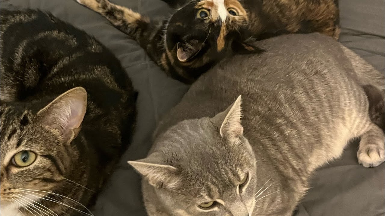 Best Friend Trio: 3 Cats Enjoying Food & Treats #animals #catlover #cat ...