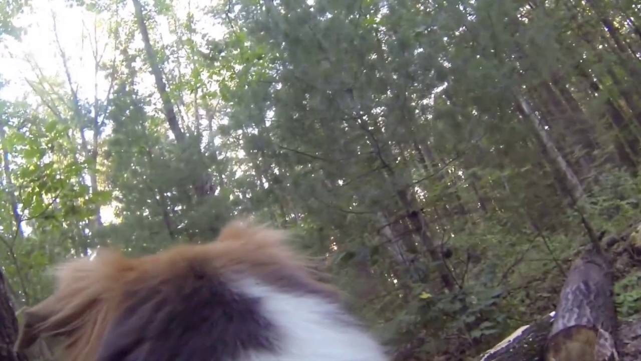 Thought my dog had run off to chase a squirrel, then I watched the ...
