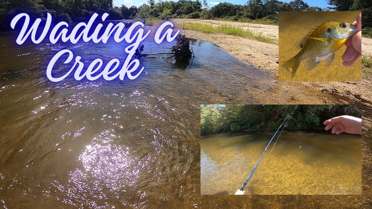Exploring and Catching Fish in a Small Creek: A Wading Adventure - YouTube