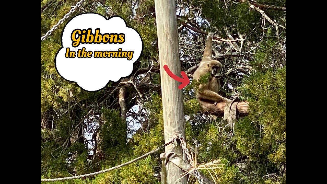 Gibbons in the morning sing duets | In the morning with Gibbons - YouTube
