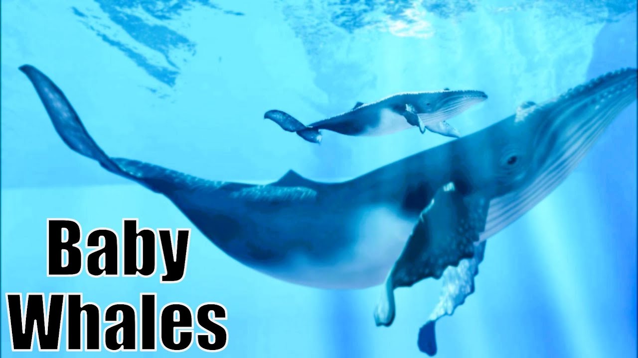 Baby Whales | Whale Calves | #13 | 'Baby Animals Series' | 'Wilderness ...