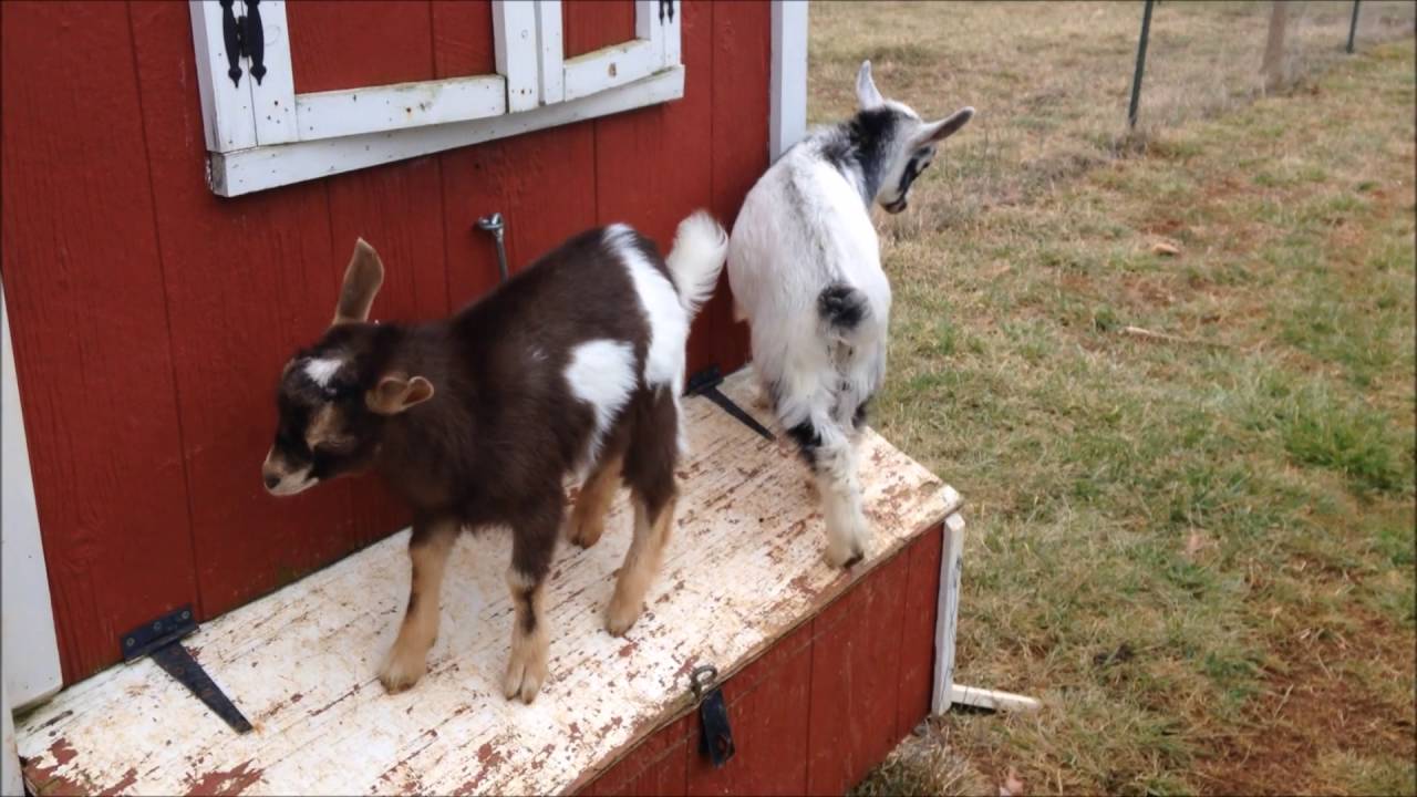Baby Goats Climbing